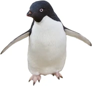 Adelie Penguin | Zoo tycoon movie Wikia | Fandom
