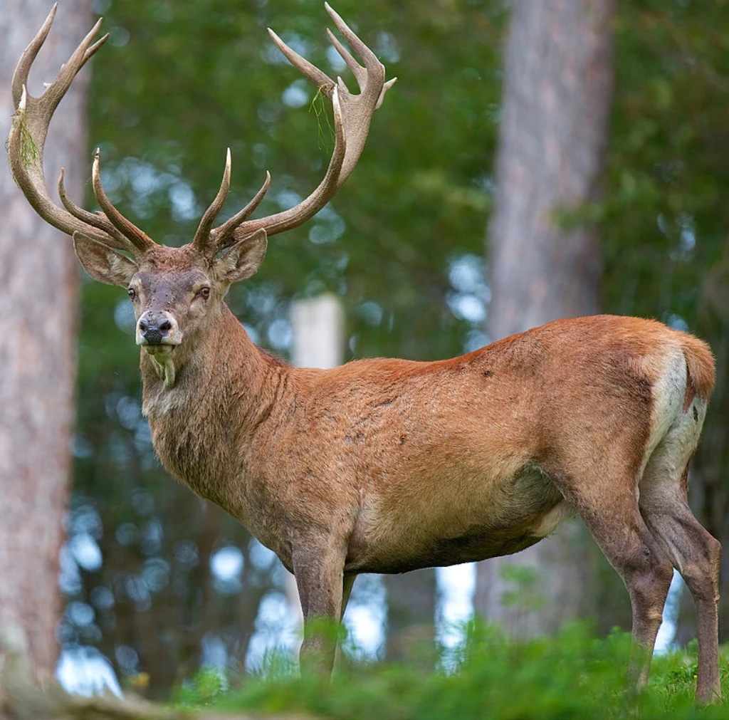 Red Deer | Zoo tycoon movie Wikia | Fandom