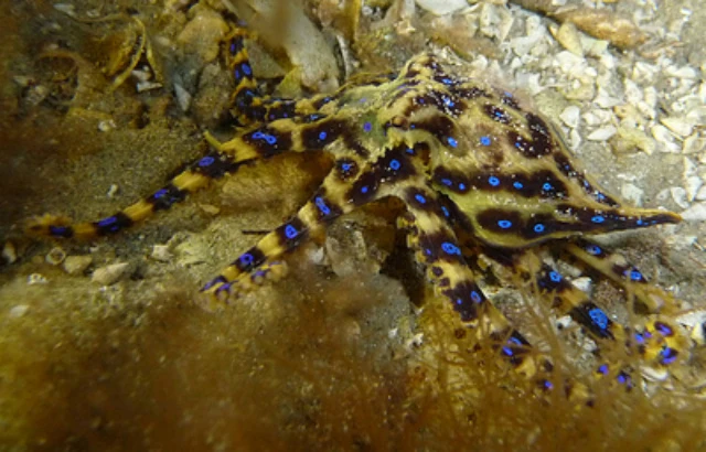 Southern Blue-ringed Octopus | Zoo tycoon movie Wikia | Fandom