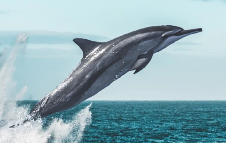 Spinner Dolphin | Zoo tycoon movie Wikia | Fandom