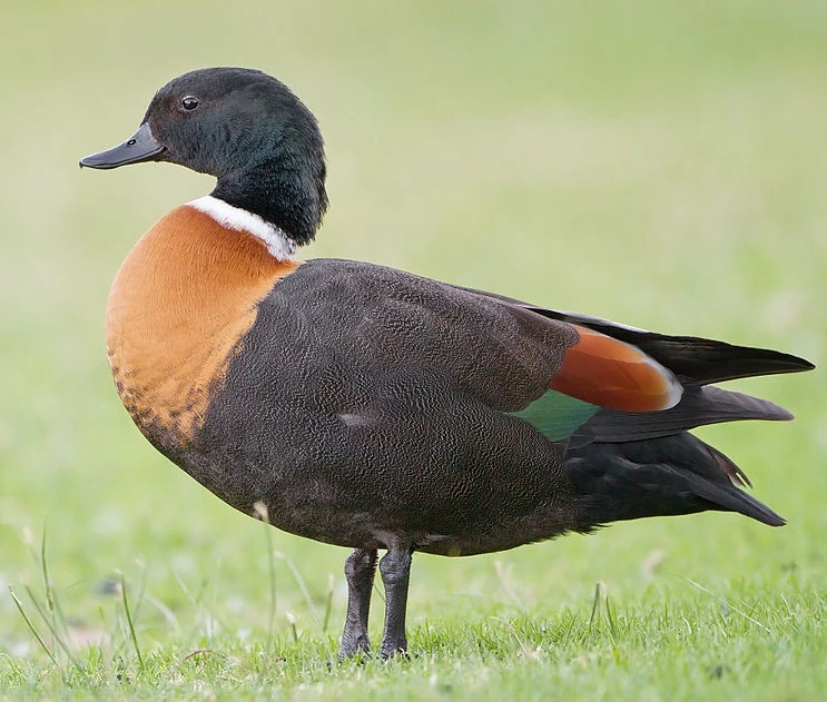 Australian Shelduck | Zoo tycoon movie Wikia | Fandom