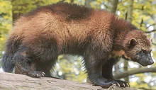 Wolverine | Zoo tycoon movie Wikia | Fandom