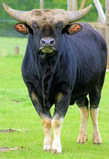 Gayal | Zoo tycoon movie Wikia | Fandom