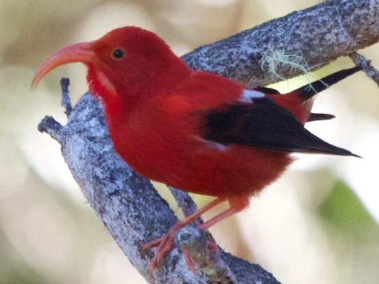 I'iwi | Zoo tycoon movie Wikia | Fandom