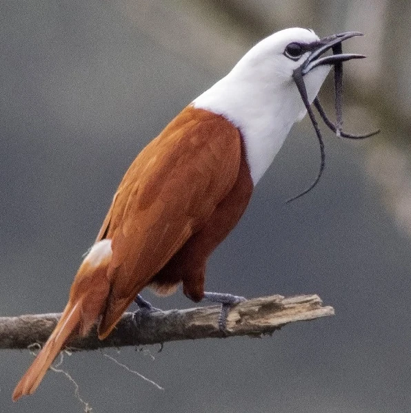 Three-wattled Bellbird | Zoo tycoon movie Wikia | Fandom