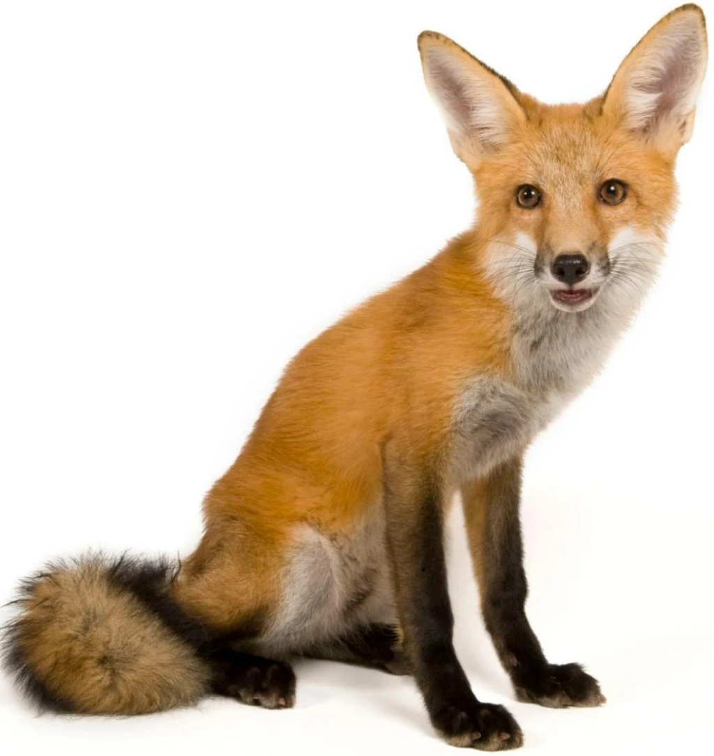 Red Fox | Zoo tycoon movie Wikia | Fandom