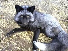 Domesticated Silver Fox | Zoo tycoon movie Wikia | Fandom