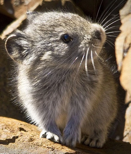 Collared Pika | Zoo tycoon movie Wikia | Fandom