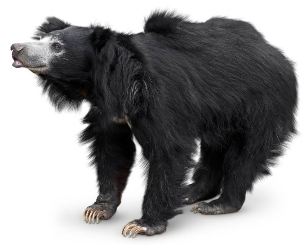 Sloth Bear | Zoo tycoon movie Wikia | Fandom