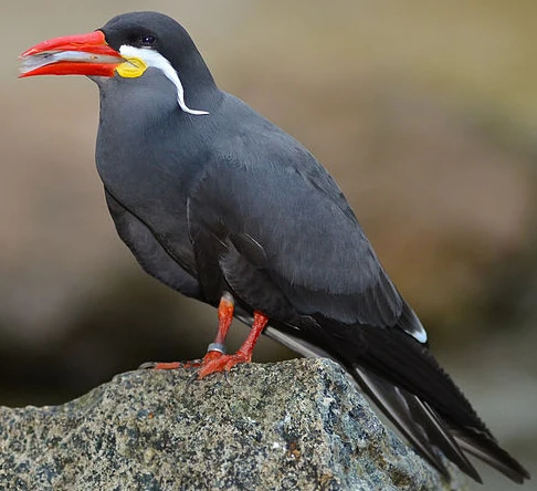 Inca Tern | Zoo tycoon movie Wikia | Fandom