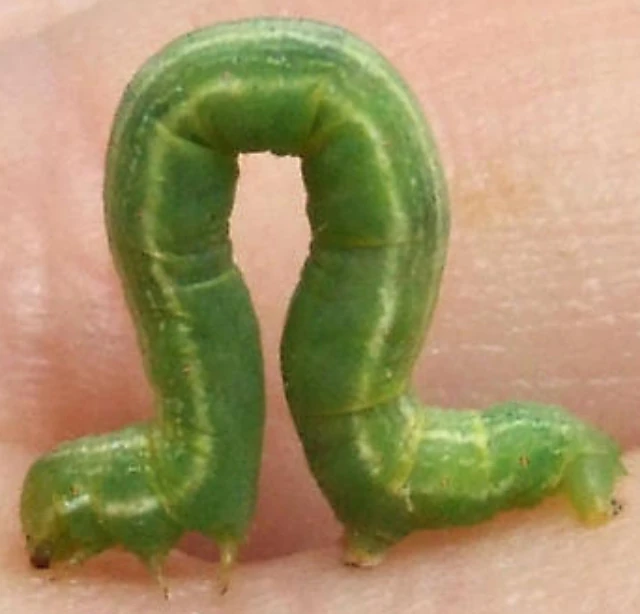 Inchworm | Zoo tycoon movie Wikia | Fandom