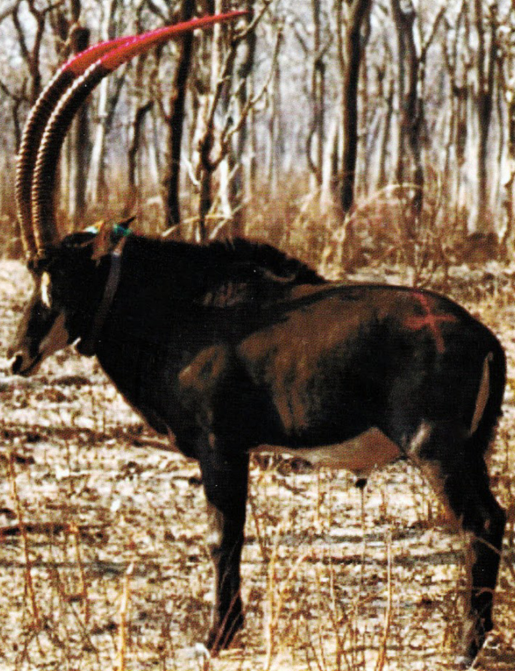 Giant Sable Antelope | Zoo tycoon movie Wikia | Fandom