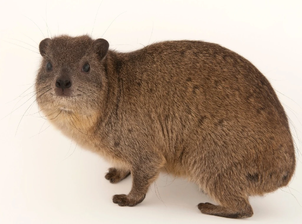 Pet Hyrax