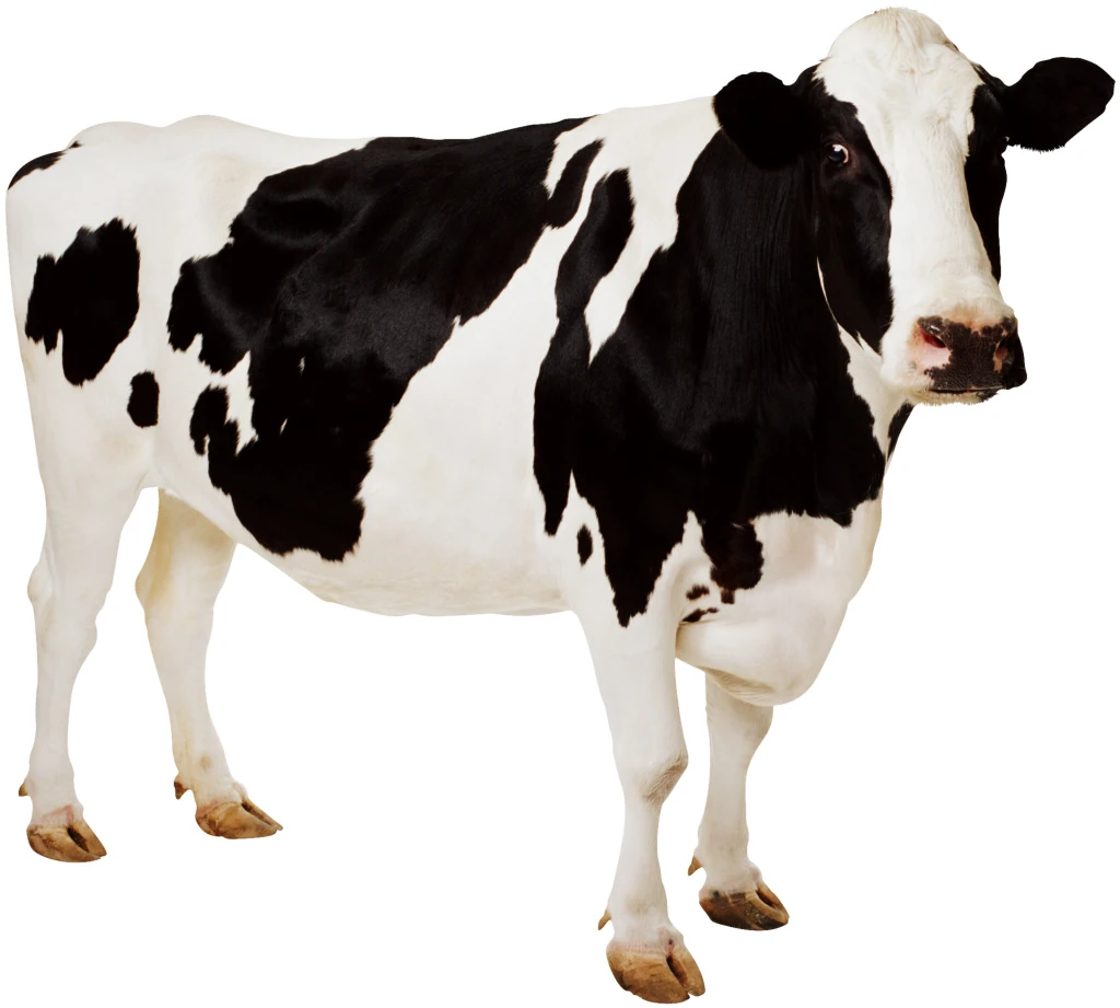 Holstein Friesian | Zoo tycoon movie Wikia | Fandom