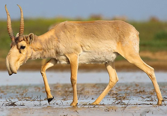 Saiga | Zoo tycoon movie Wikia | Fandom