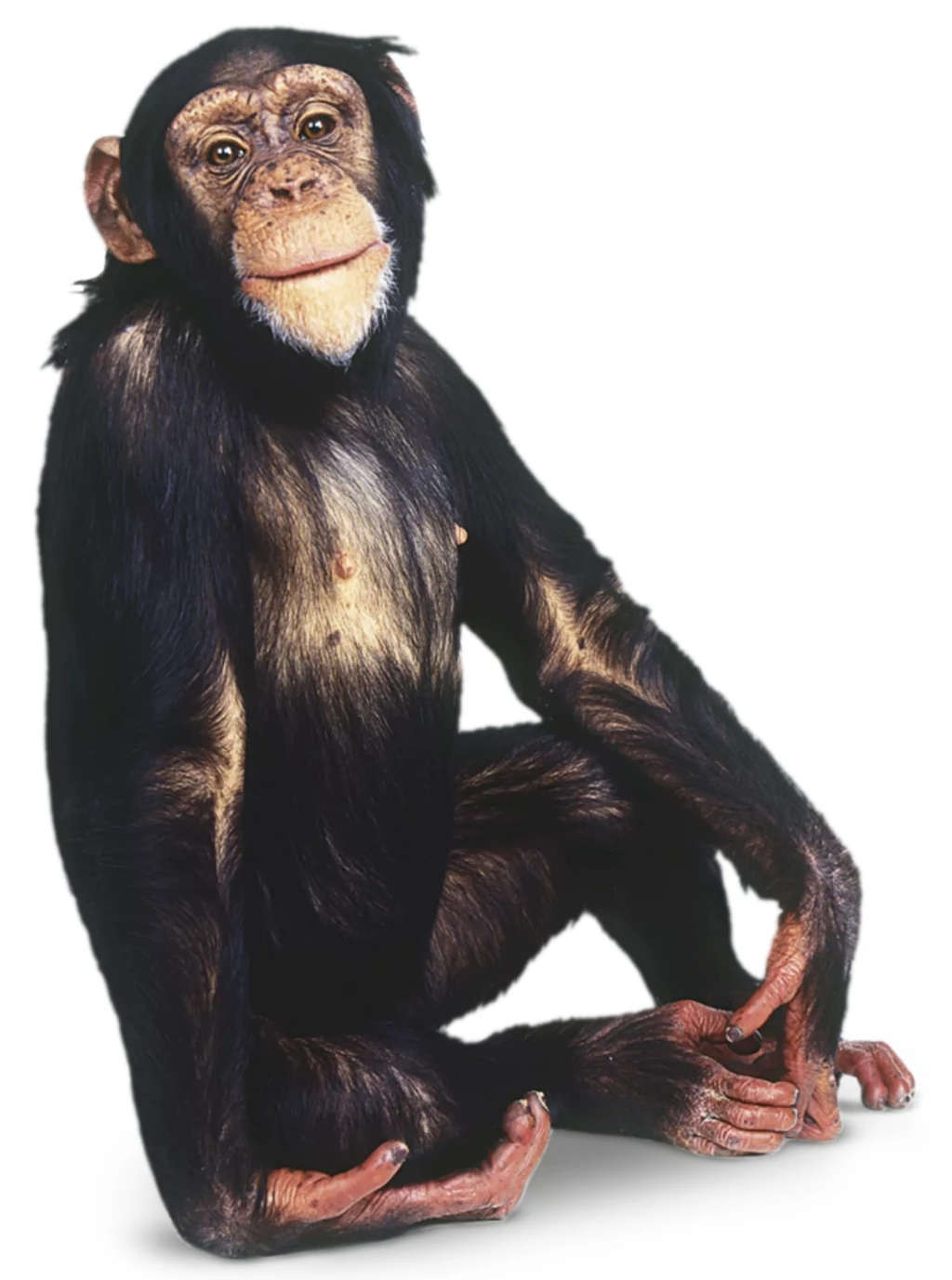 Category:Homer Almighty Animals | Zoo tycoon movie Wikia | Fandom