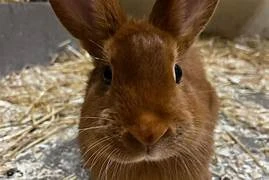 Thrianta Rabbit | Zoo tycoon movie Wikia | Fandom