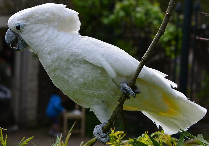 Umbrella Cockatoo | Zoo tycoon movie Wikia | Fandom