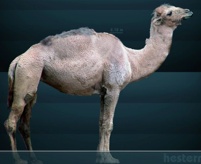 Camelops | Zoo tycoon movie Wikia | Fandom
