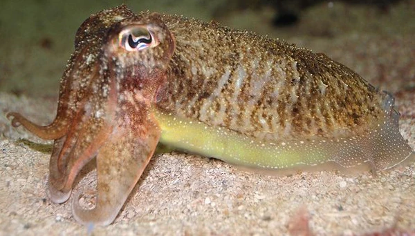 Common Cuttlefish | Zoo tycoon movie Wikia | Fandom