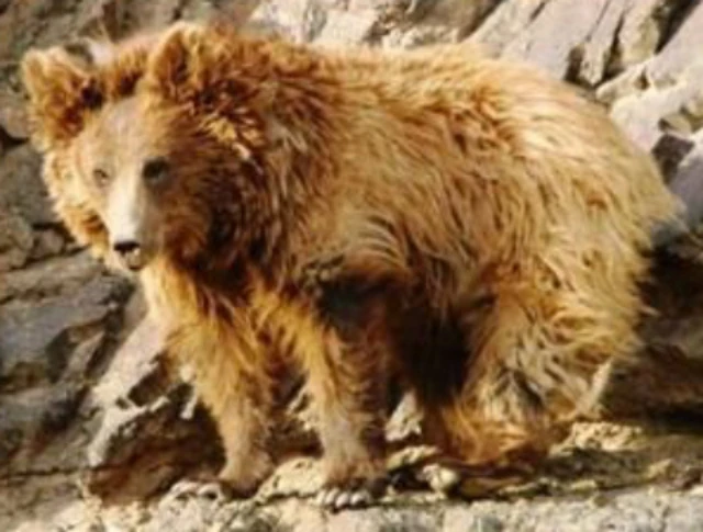 Gobi Bear | Zoo tycoon movie Wikia | Fandom