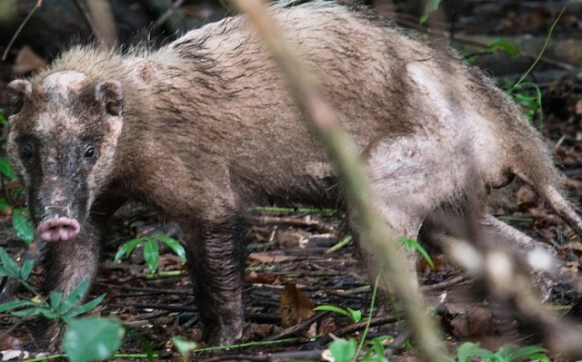 Hog Badger | Zoo tycoon movie Wikia | Fandom