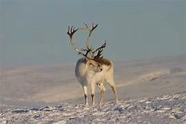 Peary Caribou | Zoo tycoon movie Wikia | Fandom