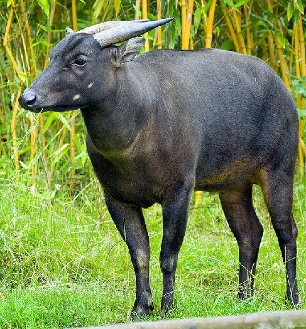 Lowland Anoa | Zoo tycoon movie Wikia | Fandom