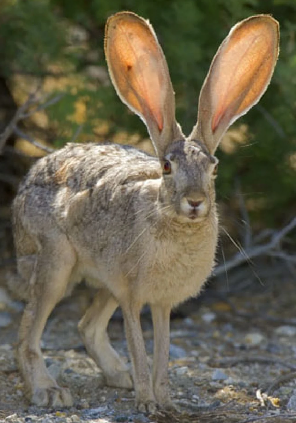 Black-tailed Jackrabbit | Zoo tycoon movie Wikia | Fandom