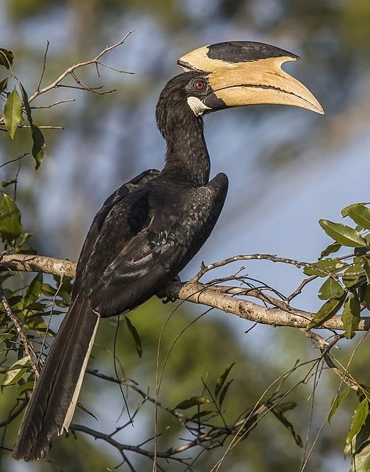 Malabar Pied Hornbill | Zoo tycoon movie Wikia | Fandom