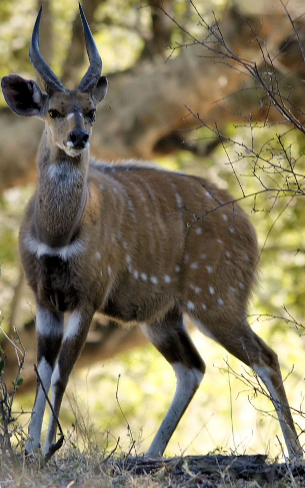 Cape Bushbuck | Zoo tycoon movie Wikia | Fandom