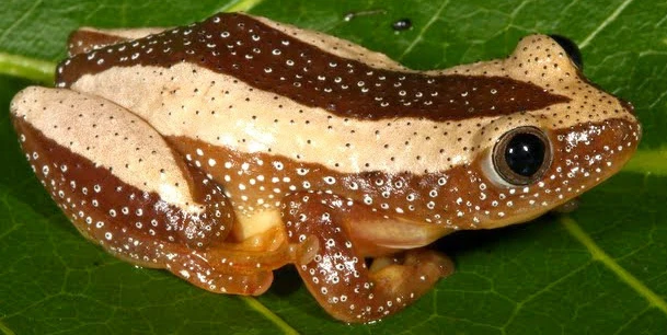 Fornasini's Spiny Reed Frog | Zoo tycoon movie Wikia | Fandom