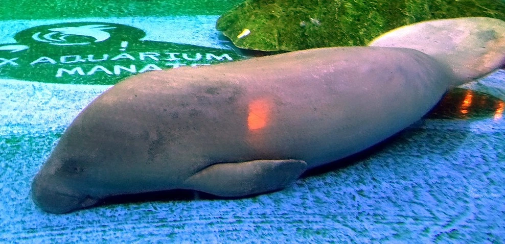 African Manatee | Zoo tycoon movie Wikia | Fandom