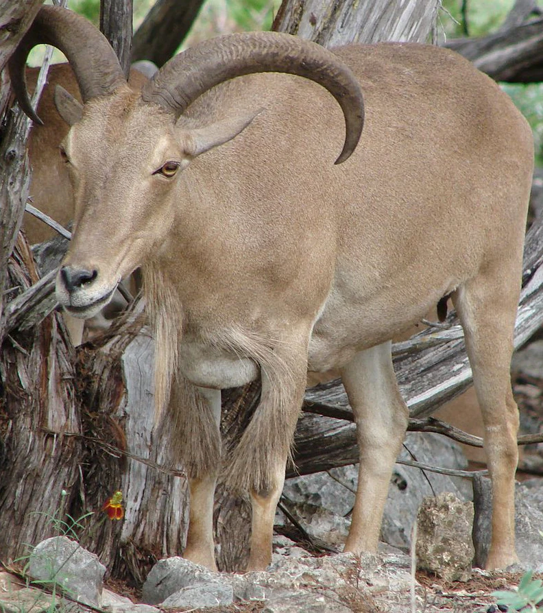 Aoudad | Zoo tycoon movie Wikia | Fandom