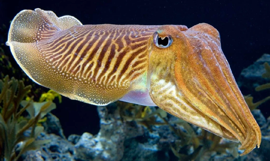 Common Cuttlefish | Zoo tycoon movie Wikia | Fandom