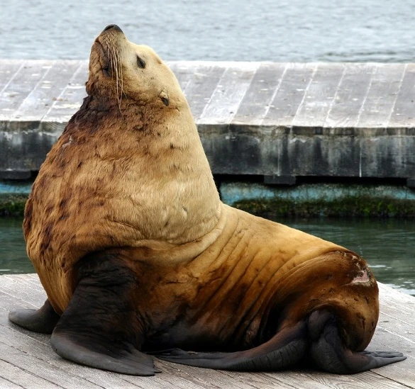 Steller Sea Lion | Zoo tycoon movie Wikia | Fandom