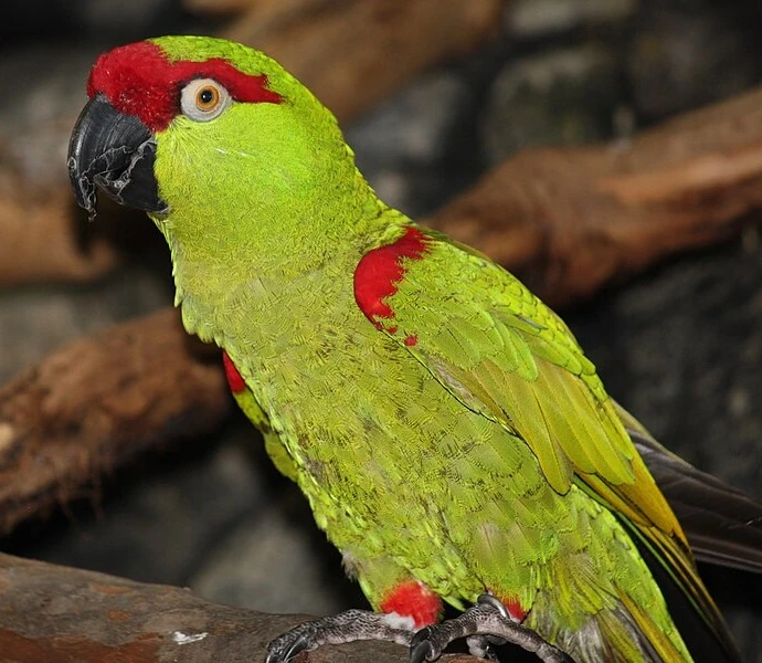 Thick-billed Parrot | Zoo tycoon movie Wikia | Fandom