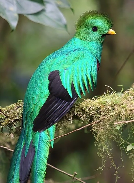Resplendent Quetzal | Zoo tycoon movie Wikia | Fandom