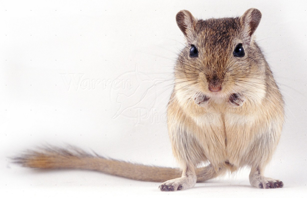 Mongolian Gerbil | Zoo tycoon movie Wikia | Fandom