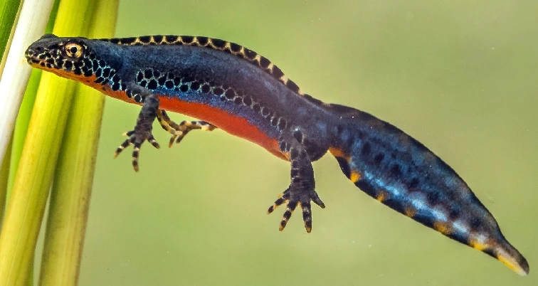 Alpine Newt | Zoo tycoon movie Wikia | Fandom