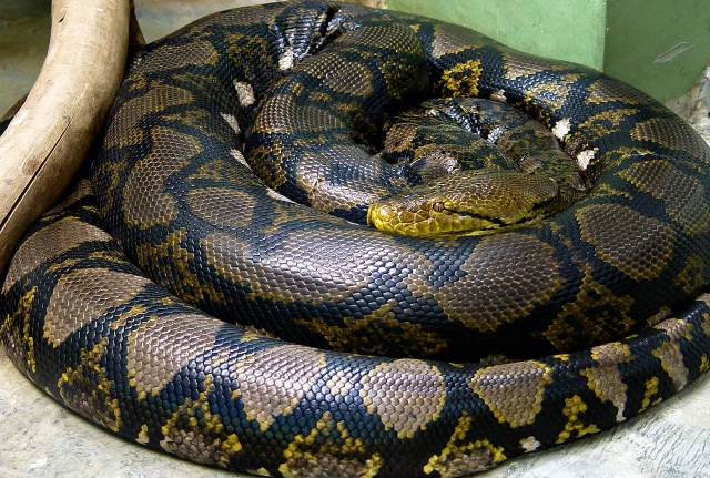 Reticulated Python | Zoo tycoon movie Wikia | Fandom
