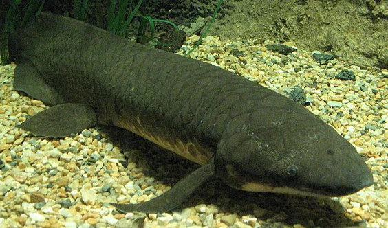 Queensland Lungfish | Zoo tycoon movie Wikia | Fandom