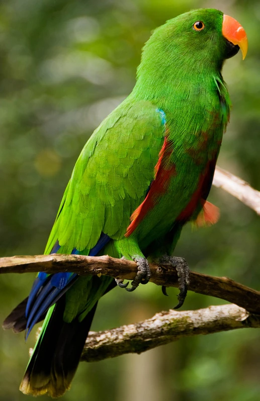 Eclectus Parrot | Zoo tycoon movie Wikia | Fandom