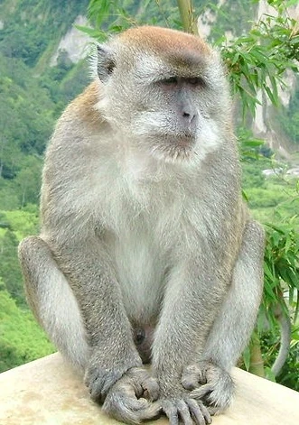 Crab-eating Macaque | Zoo tycoon movie Wikia | Fandom