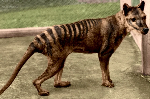 Thylacine | Zoo tycoon movie Wikia | Fandom