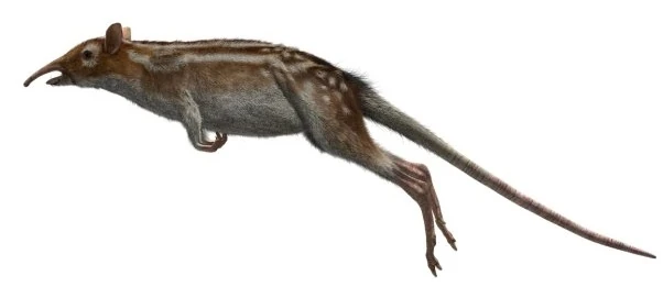 Leptictidium | Zoo tycoon movie Wikia | Fandom