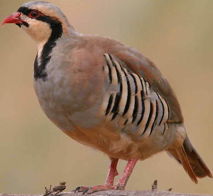 Chukar Partridge | Zoo tycoon movie Wikia | Fandom