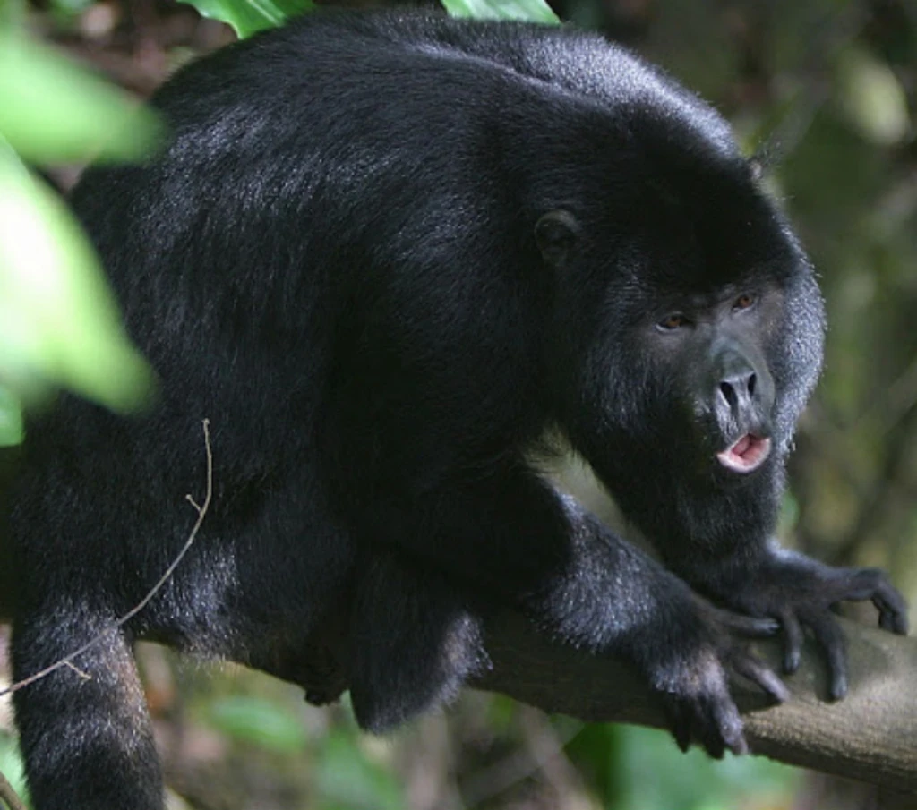 Black Howler | Zoo tycoon movie Wikia | Fandom