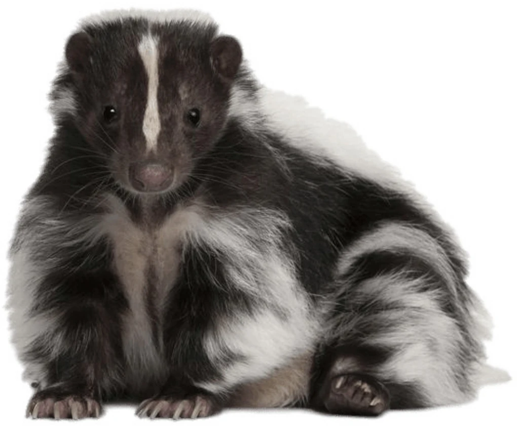 Striped Skunk | Zoo tycoon movie Wikia | Fandom