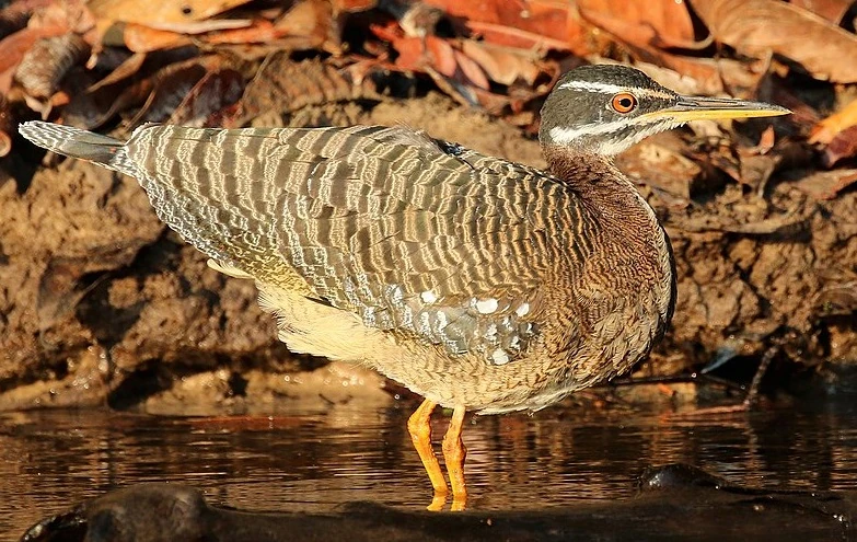 Sunbittern | Zoo tycoon movie Wikia | Fandom